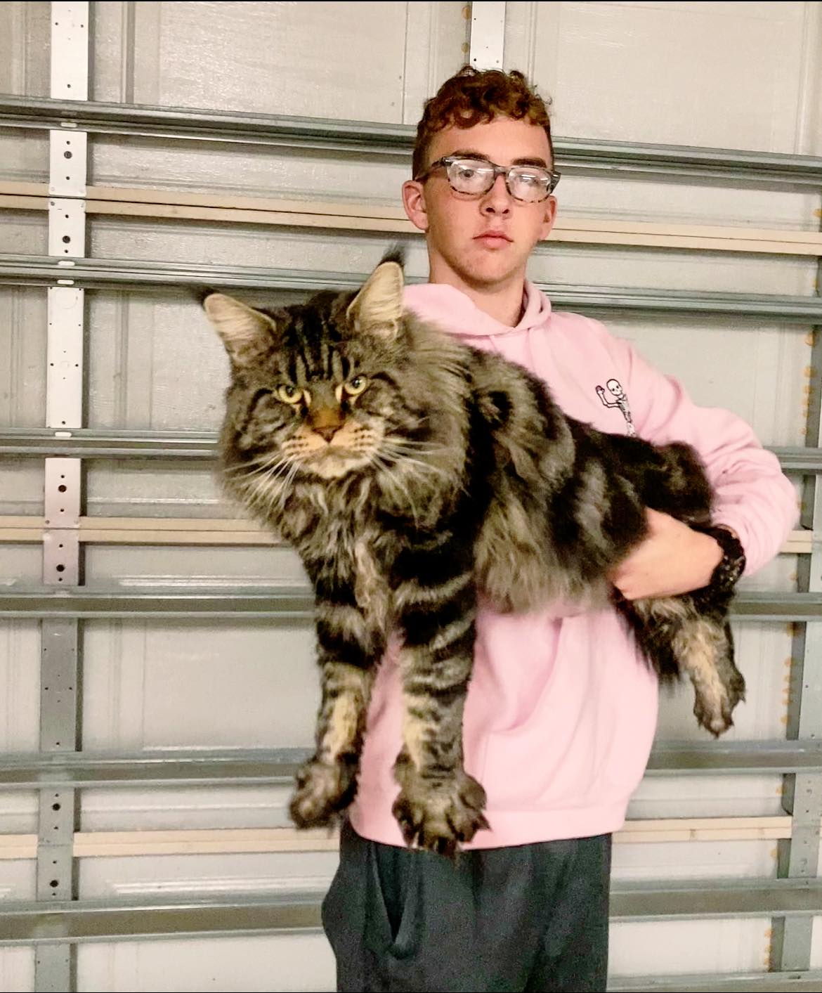 Kings – Wolfhound Maine Coon Cattery