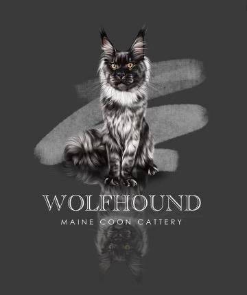 Wolfhound Maine Coon Cattery – Certified Pre-Purred European Maine ...