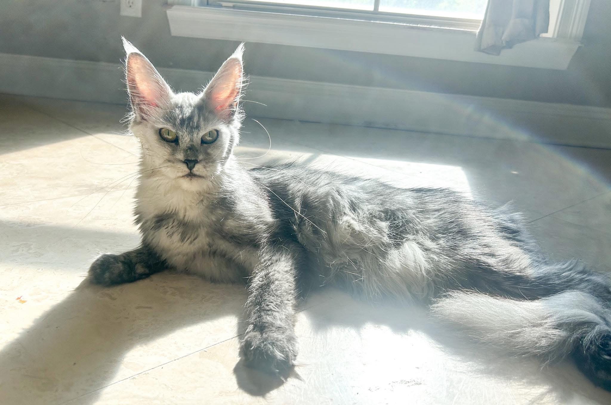 Queens – Wolfhound Maine Coon Cattery